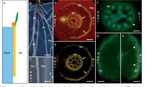 Figure 1 From Asymmetrical Development Of Root Endodermis And Exodermis