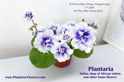 R Devochka Moya Sineglazaya V Zub R My Blue Eyed Girl Plantaria