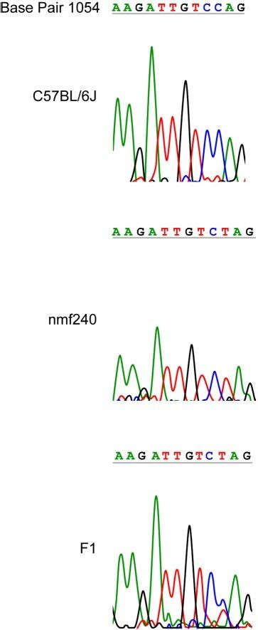 Positional Cloning And Direct Sequencing Revealed That Nmf240 Mice Download Scientific Diagram