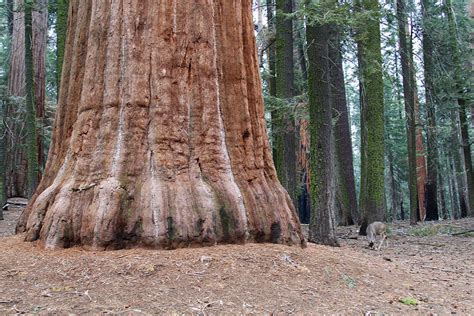 Taxonomyevolution The Giant Sequoia