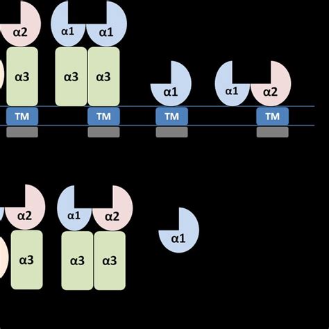 2 Seven Isoforms Of Non Classical Hla G Molecule Four Membrane Bound Download Scientific