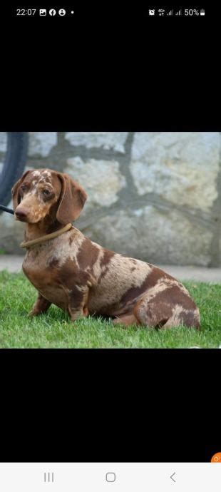 Jazavčar Egzotični Choco Merle Najava Legla