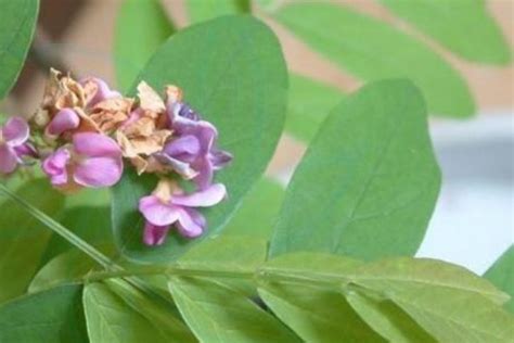 美丽崖豆藤 豆科崖豆藤属植物 搜狗百科
