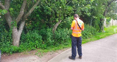 Tree Stability Assessments Tree Services In Yorkshire