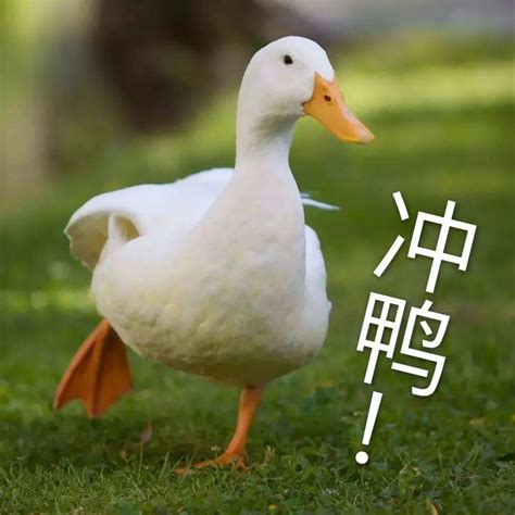 【vue 3入门】认识vue 3前端开发框架，了解vue3新特性！ 知乎