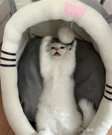 猫咪软便的原因如何解决 知乎