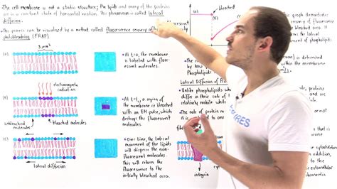 Lateral Diffusion Of Phospholipids At Alex Baume Blog