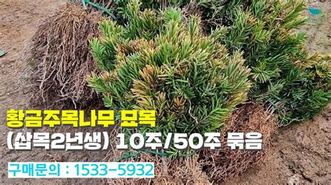신바람 플랜트 협력농가 판매상품 나무장터com 황금주목나무 묘목 삽목2년생 10 50주묶음 Youtube