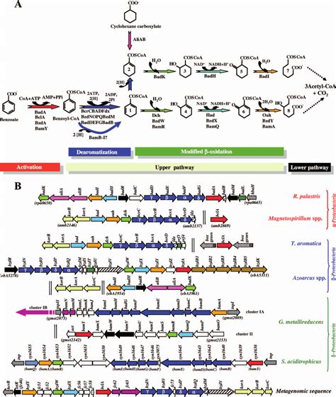 Pathway For The Anaerobic Catabolism Of Benzoate In Anaerobic Bacteria