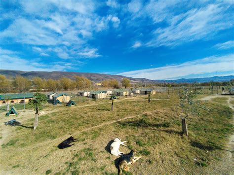 ცხოველების სოფელი რიჩი Gspsa