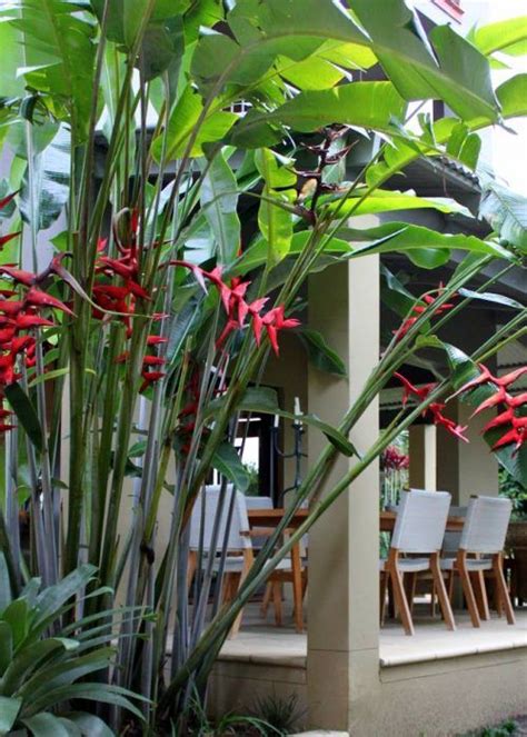 Heliconia With Underplanting Tropical Garden Design Tropical Backyard Heliconia Plant