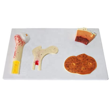 Bones Structure Model Human Skeletal System Anatomy Tissue Model Bone Desertcart India