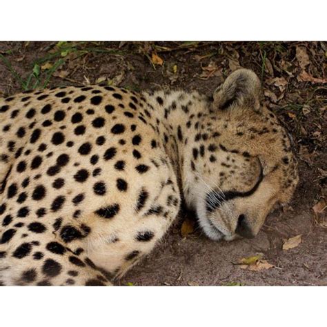 Wildlife Detection V2 Object Detection Dataset By Sahithi