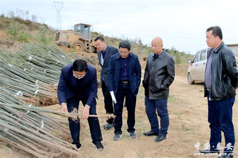 秦安县委书记王东红督查指导凤山景区延伸段工程建设及秋冬季管护工作图 天水在线
