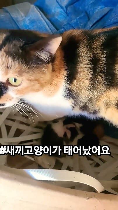 엄마고양이가 새끼고양이를 보호하려는 모습이네요~👍 Youtube