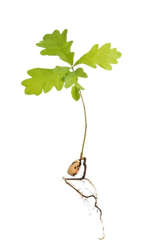 Oak Tree Sapling How To Grow Plus Where To Buy Tree Journey Tradeworks Revenue System™