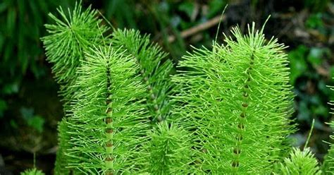 Equisetopsida Alchetron The Free Social Encyclopedia