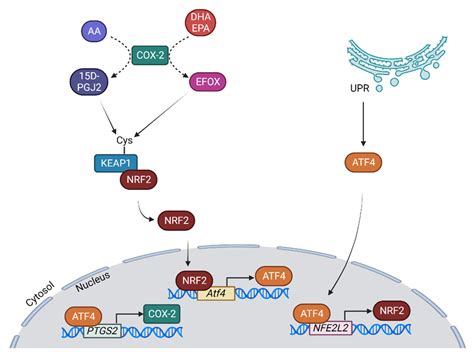 Advances In Understanding The Role Of Nrf2 In Liver Pathophysiology And Its Relationship With