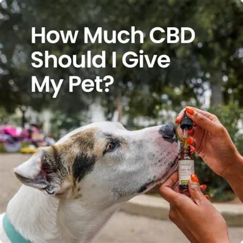 Dog Paws Red Between Toes Pododermatitis Care Tips Holistapet