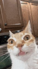 Blank Stare Cat 