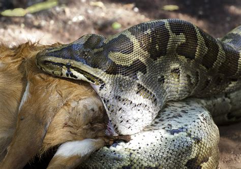 Snake Eating Gazelle