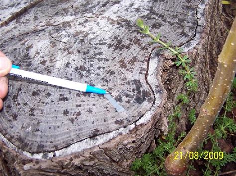 Tree Injection Good Outcomes For Tree Health Elmsavers