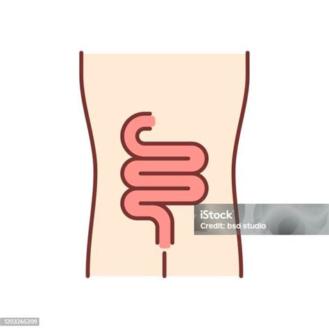건강한 장 색상 아이콘입니다 건강에 좋은 인간의 기관 기능 소화 시스템 내부 신체 부위가 양호한 모양 건강에 좋은 위장관 격리 벡터 일러스트레이션 개념에 대한 스톡 벡터