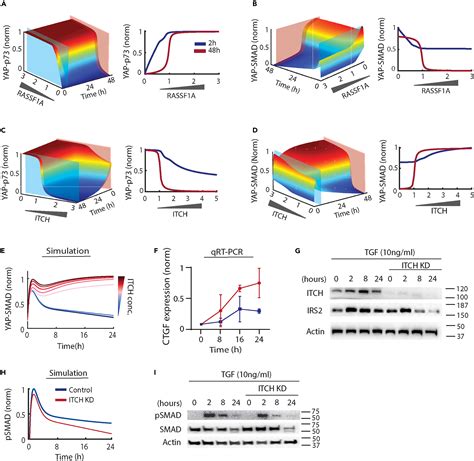 Integrative Modeling And Analysis Of Signaling Crosstalk Reveal
