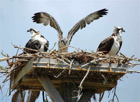 Osprey Bird