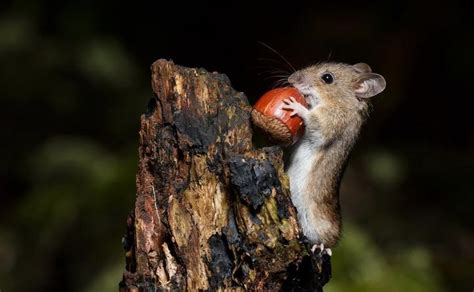 【tools】python中对excel进行写入操作，写入一列或者一行（openpyxl） 知乎