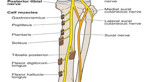The Posterior Tibial Nerve