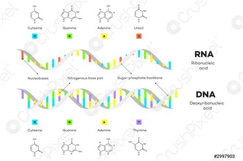 Molecular Structure Of DNA And RNA Infographic Educational Vector Illustration Stock Vector