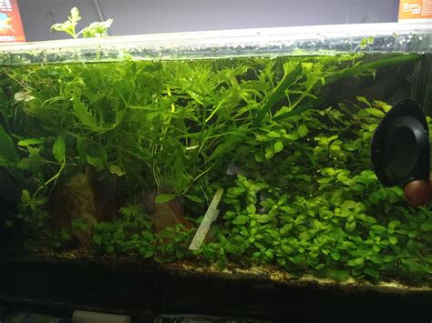 Deep Substrate Experiment Rplantedtank