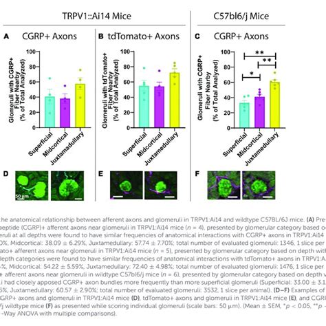 Analysis Of Close Appositions Between Glomeruli And Afferent Axons A