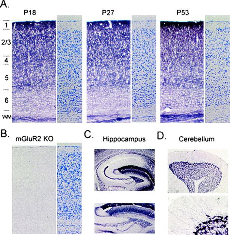 Visual Cortex Layers