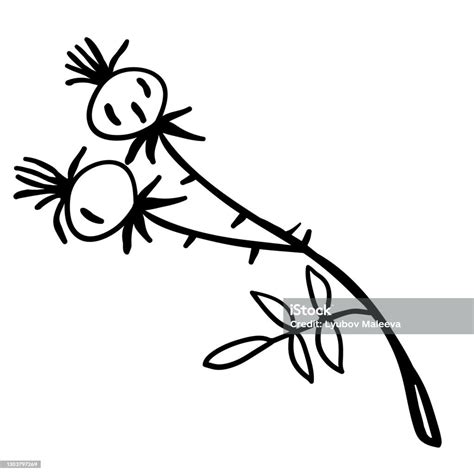 장미 엉덩이 열매와 잎 낙서 검은 색 낙서 기술 소셜 네트워크에 대한 만화 벡터 사진 스톡 일러스트레이션의 잔가지 0명에 대한 스톡 벡터 아트 및 기타 이미지 Istock