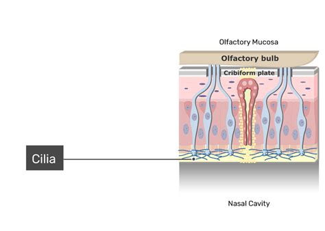 Nose Cilia Sinusitis Information Mount Sinai New York