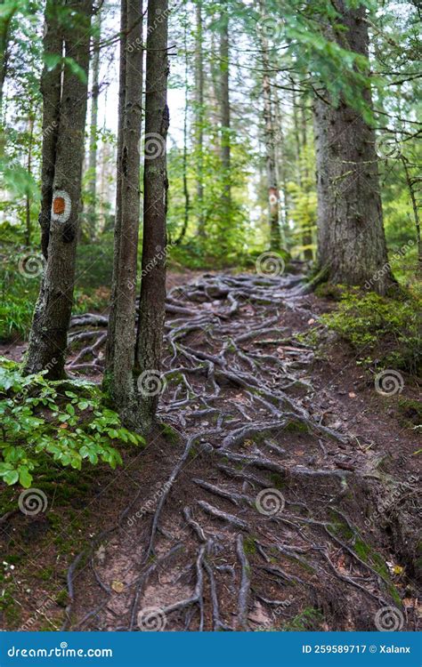 Tree Roots Landscape Stock Image Image Of Deciduous 259589717