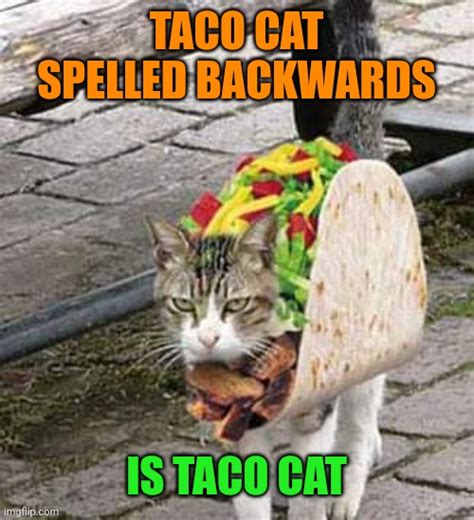 Taco Cat Imgflip