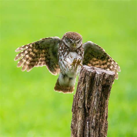 Little Owl Athene Noctua Stock Image Image Of Landing 201392947