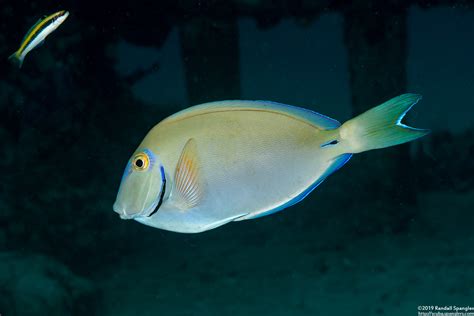 Ocean Surgeonfish Acanthurus Tractus Spanglers Scuba Ocean Surgeonfish Acanthurus Tractus Spanglers Scuba