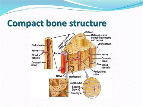 Histology Of Bone Pptx