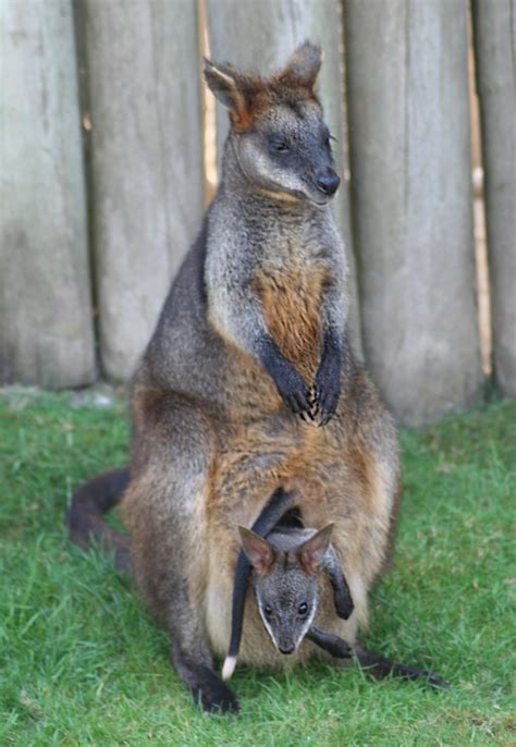 Wallaby