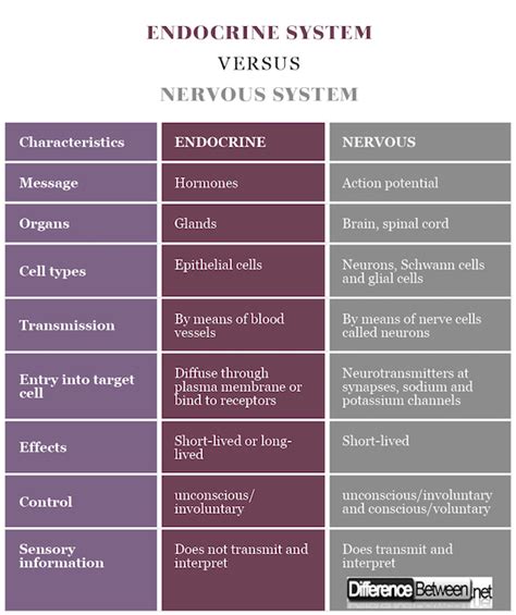 Endocrine System VERSUS Nervous System Difference Between Endocrine