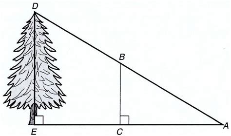 Solved Calculate The Height Of The Tree Shown Above From These Measurements Ea40 Feet Bc6