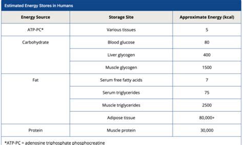 Chapter 12 Nutrient Timing Flashcards Quizlet