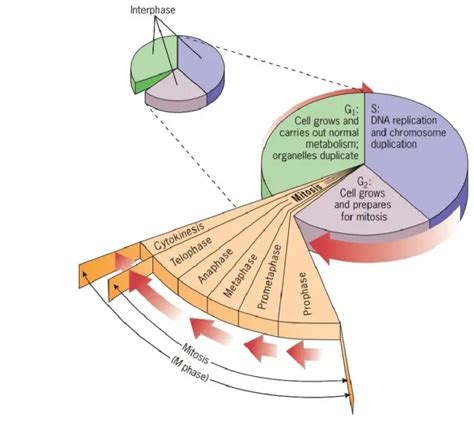 PDF Cell Cycle Regulation And Checkpoints Notes