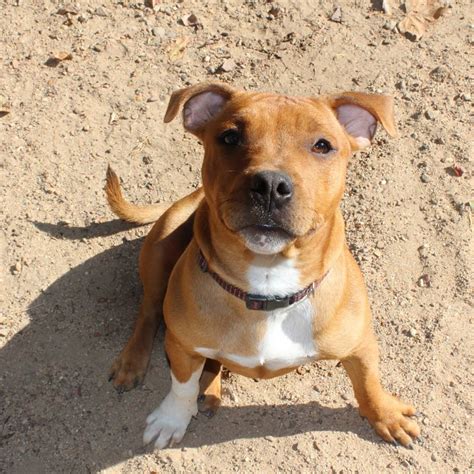 What Should I Feed My Staffy Puppy