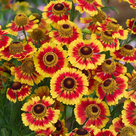 Helenium Biedermeier Appeltern Adventure Gardens