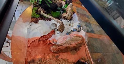 Im Trying To Find A Mate For My Toothless A Sweet And Shy Crocodile